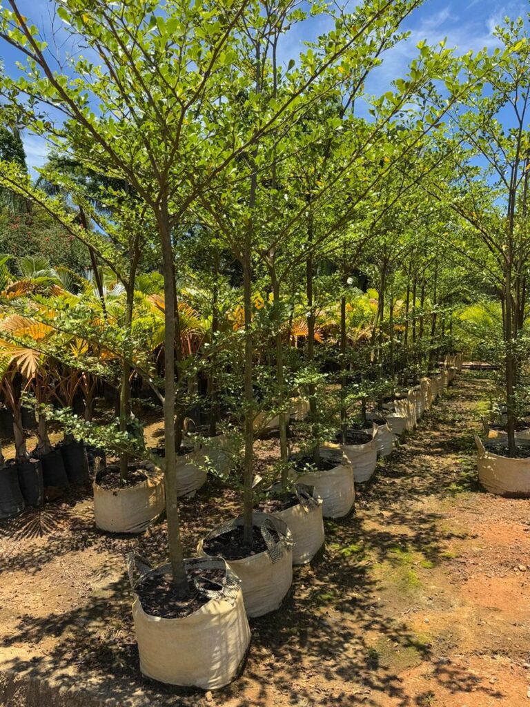 Sete Copas Africana | Ecoviveiro - Plantas Adultas