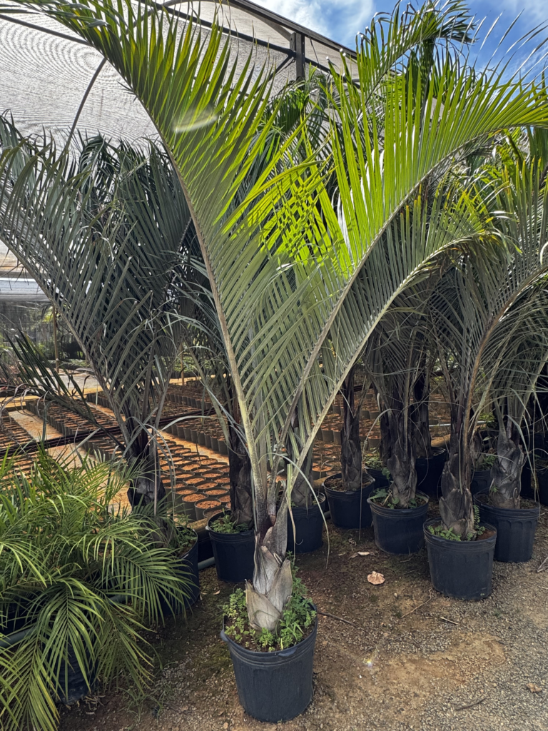 Palmeira Triangular | Ecoviveiro - Plantas Adultas