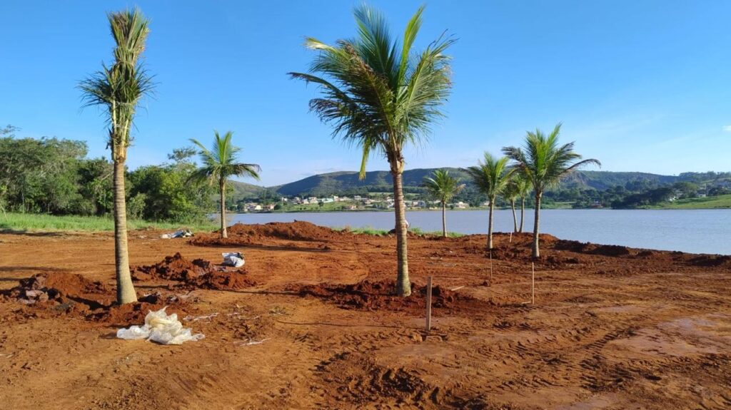 Coqueiro | Ecoviveiro - Plantas Adultas